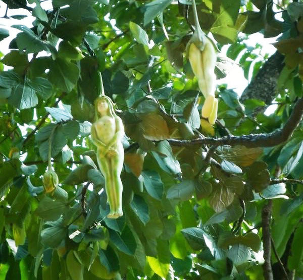 देखिए नारी के रूप में यह फूल! | Jansatta