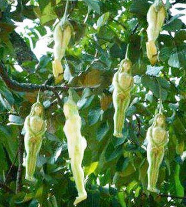 देखिए नारी के रूप में यह फूल! | Jansatta