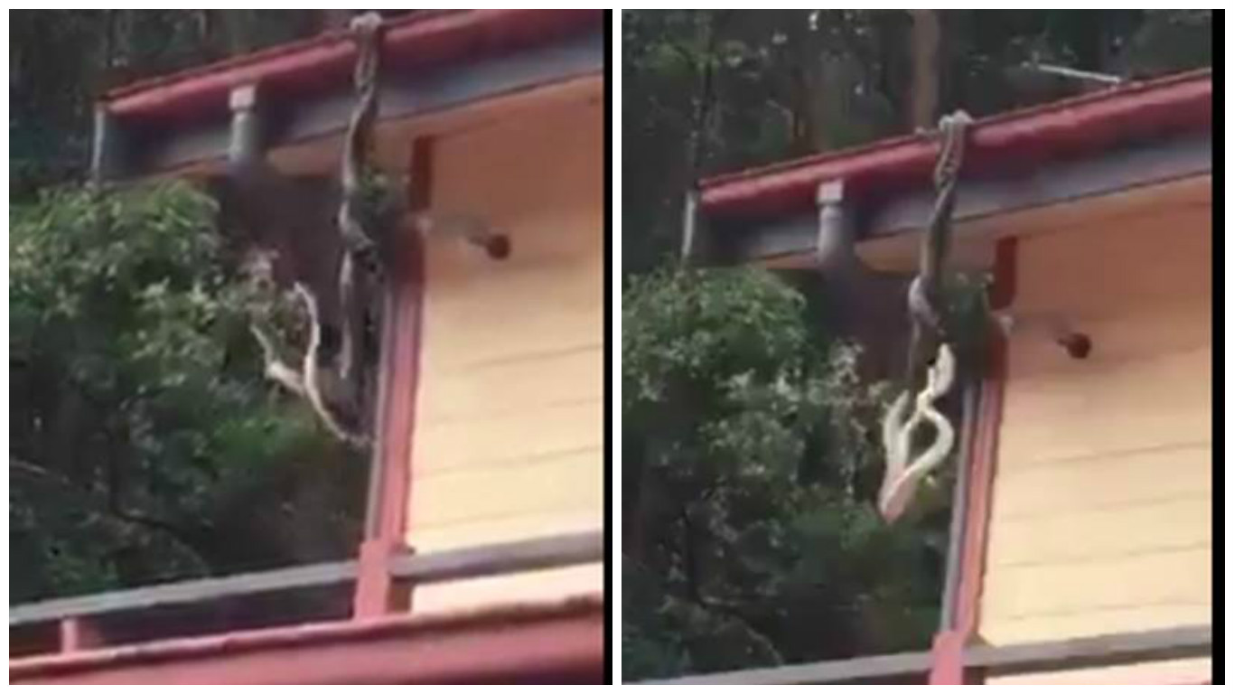 कैमरे में कैद हुए छत पर लटक कर लड़ते दो अजगर, जीतने वाले को मिलता है ...