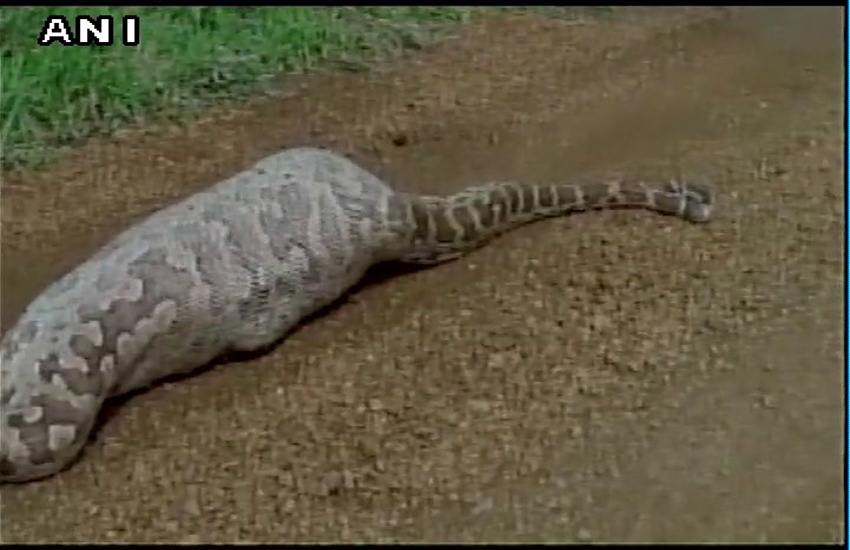 जब 20 फीट के अजगर ने नीलगाय को जिंदा निगल लिया, एक-एक पल कैमरे में हुआ ...