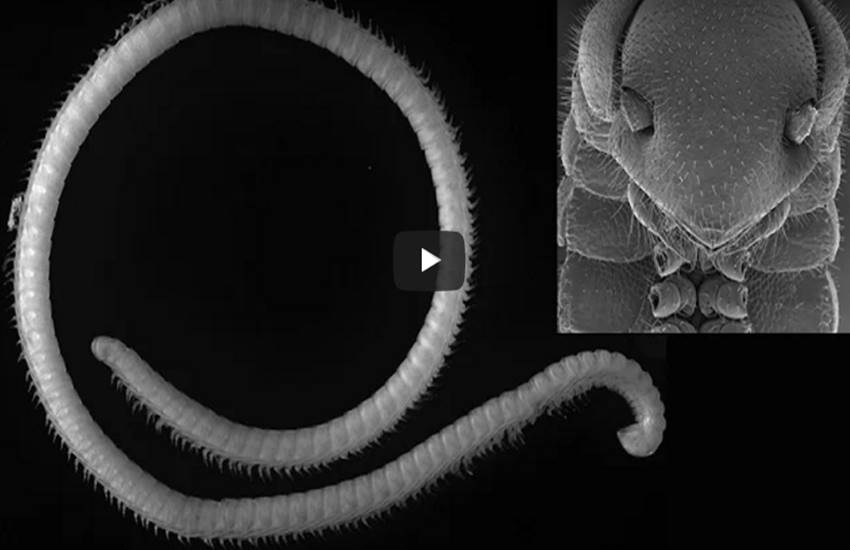 पृथ्वी पर मिला अनोखा जीव, इसके हैं 4 प्राइवेट पार्ट और 414 पैर | Jansatta