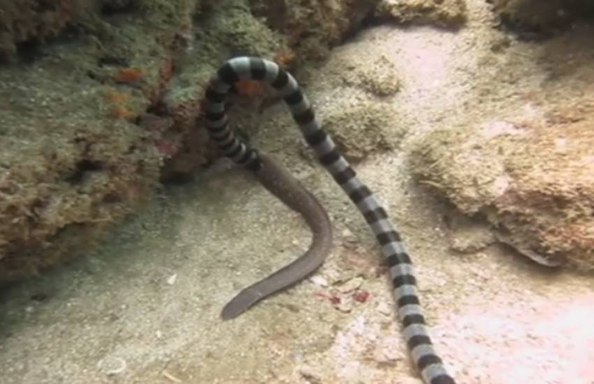 VIDEO: कोबरा से 10 गुना जहरीले सांप ने ‘भूख’ मिटाने को अपने से बड़े ...