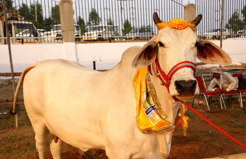 र‍िटायर होने से पहले जज ने कहा- गाय को राष्‍ट्रीय पशु घोषित करें, ऑर्डर ...