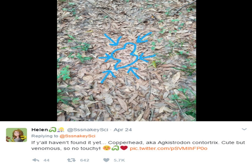 इस तस्वीर में छिपा हुआ है सांप, ढूंढकर दिखाओ तो जानें | Jansatta