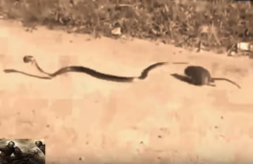 जब सांप से भ‍िड़ गया चूहा और भालू से हो गया मगरमच्‍छ का सामना, देखें ...