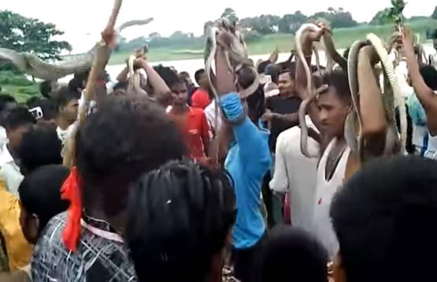 यहां सांपों को गले में लपटने से लेकर एक-दूसरे पर फेंकने की है परंपरा ...