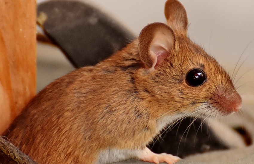 अलमारी में बंद मिला 4 साल का बच्चा, दिया जाता था ड्रग्स, चूहों-कॉकरोचों ...