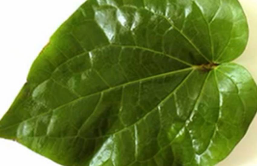 पान के पत्ते में इन देवी-देवताओं का माना गया है वास, जानिए इसे घर में ...