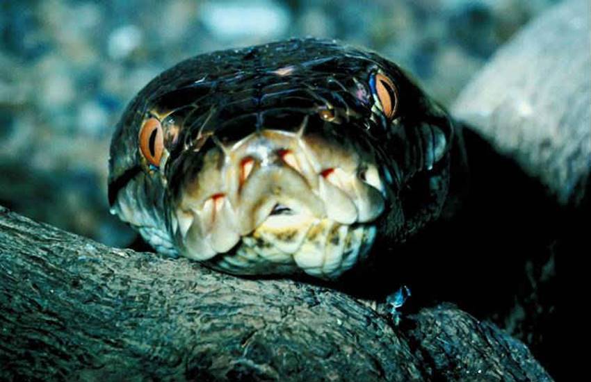 लापता थी महिला, अजगर का पेट काटा तो अंदर मिली | Jansatta