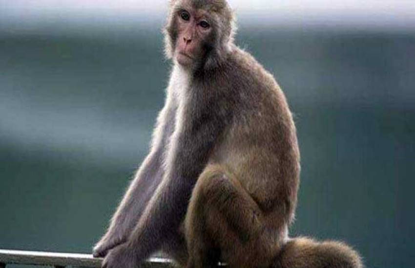 बंदर का प्राइवेट पार्ट छुआ था, महिला को तीन साल की जेल | Jansatta