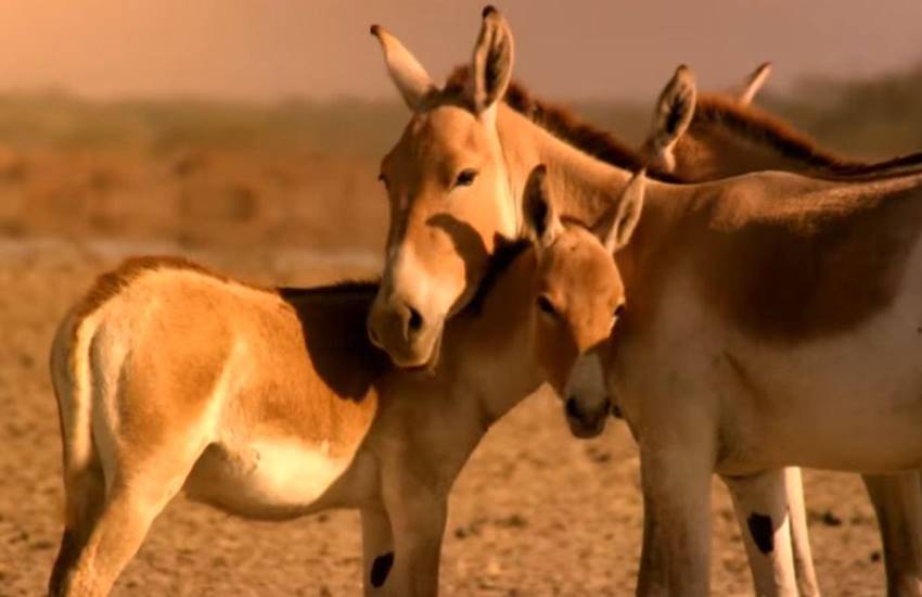 दुनिया में गधों के मामले में तीसरे नंबर पर पहुंचा पाकिस्तान, खूब मिल ...
