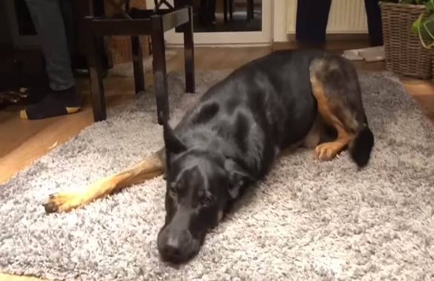 मरा हुआ समझकर दफना दिया था, कब्र खोद कर जिंदा वापस आ गया कुत्ता | Jansatta