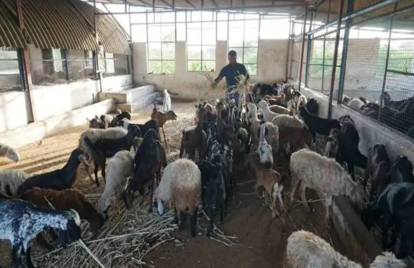 गुजरात: बकरीद पर जानवरों को कुर्बानी से बचाने के लिए बाजार के सभी बकरी ...
