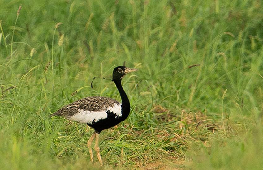 मध्य प्रदेशः मानसून की सुस्ती से मायूस मेहमान | Jansatta