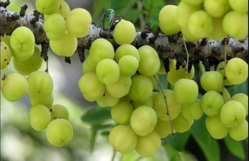 Akshaya (Amla) Navami 2019 : अक्षय नवमी की पूजा विधि, मुहूर्त, महत्व और ...