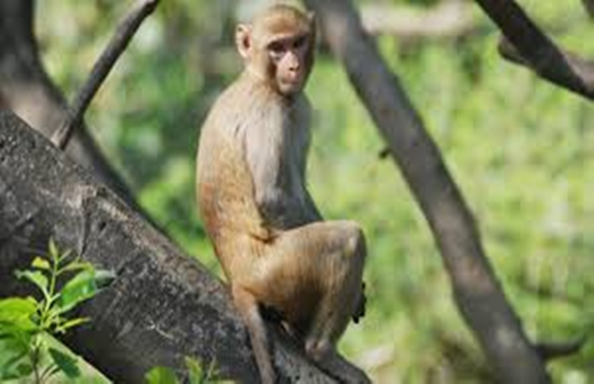 कर्नाटक में बंदर की मौत पर लोगों ने बनवाया मंदिर, हिंदू रीति रिवाज से ...