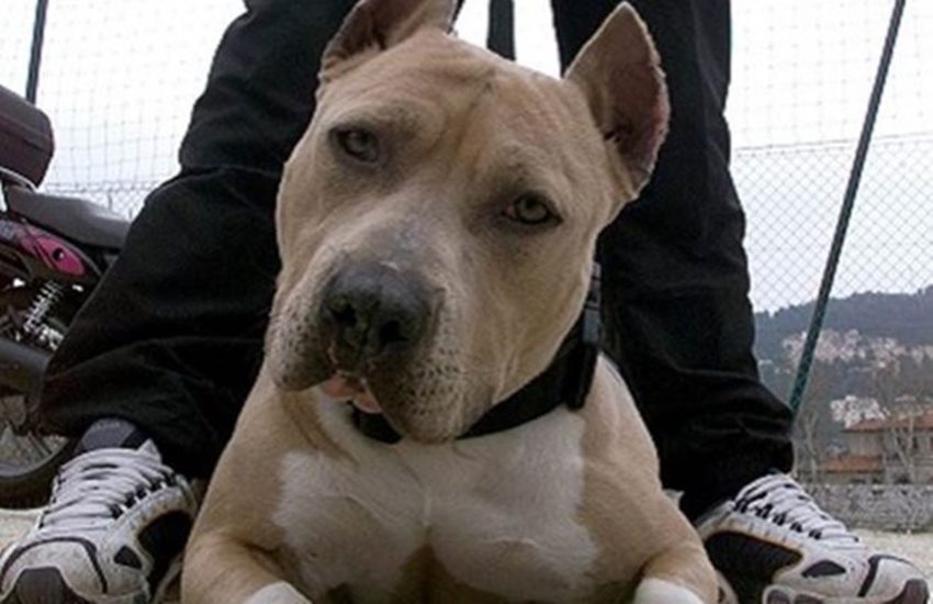 ड्राइविंग सीट पर बैठा कुत्ता कार चलाना सीख रहा था, 2 गाड़ियों को ठोंक ...