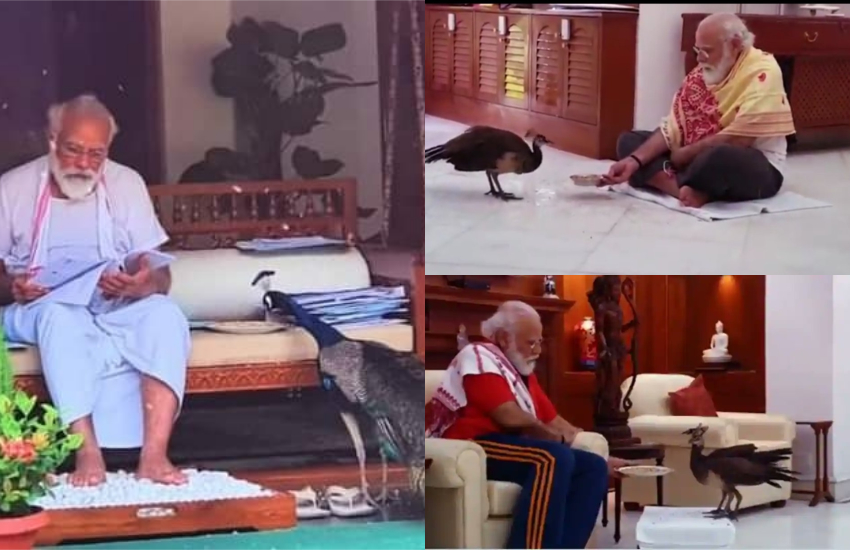 PM का प्रकृति, पक्षी प्रेम! नरेंद्र मोदी ने मोर को दाना खिलाते शेयर ...