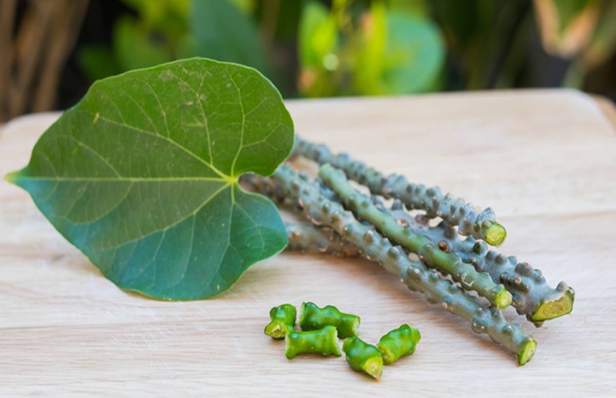 कई बीमारियों को दूर करने में कारगर है गिलोय, अत्यधिक फायदे के लिए इस ...