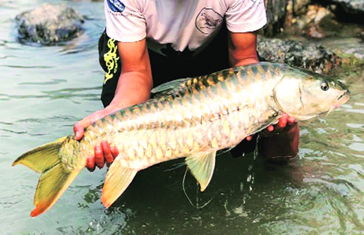 शोध: हिमालयी क्षेत्र की नदियों में विलुप्त 33 मत्स्य प्रजातियां | Jansatta