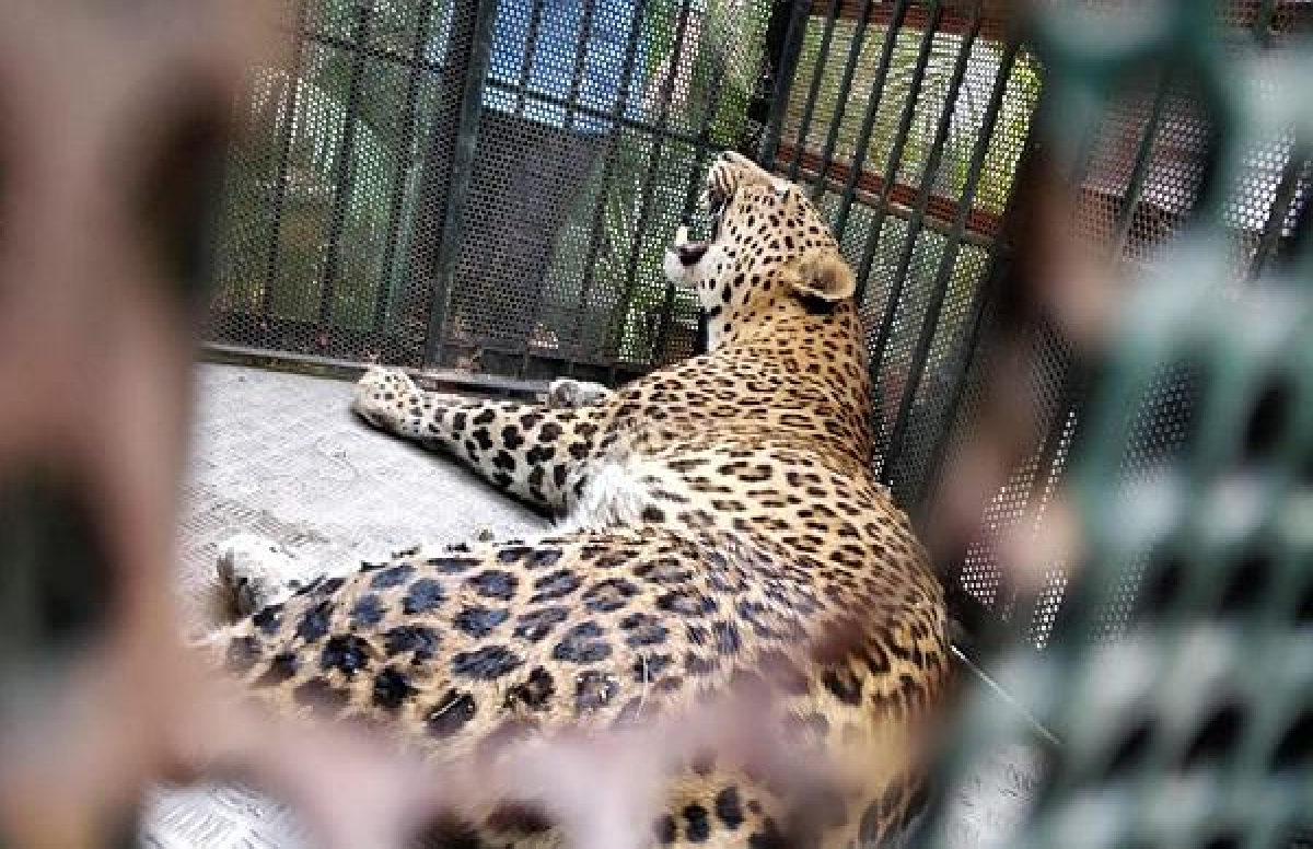 गुजरात: गांव में सबसे लड़ता था युवक, घरवालों ने खेत में चेन से बांधा ...