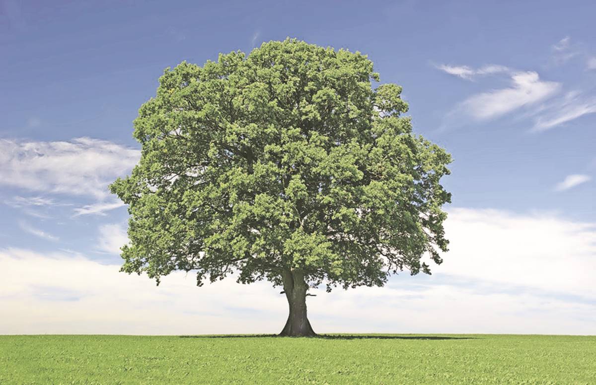 वृक्ष है मानव जीवन यात्रा का अभिन्न अंग | Jansatta