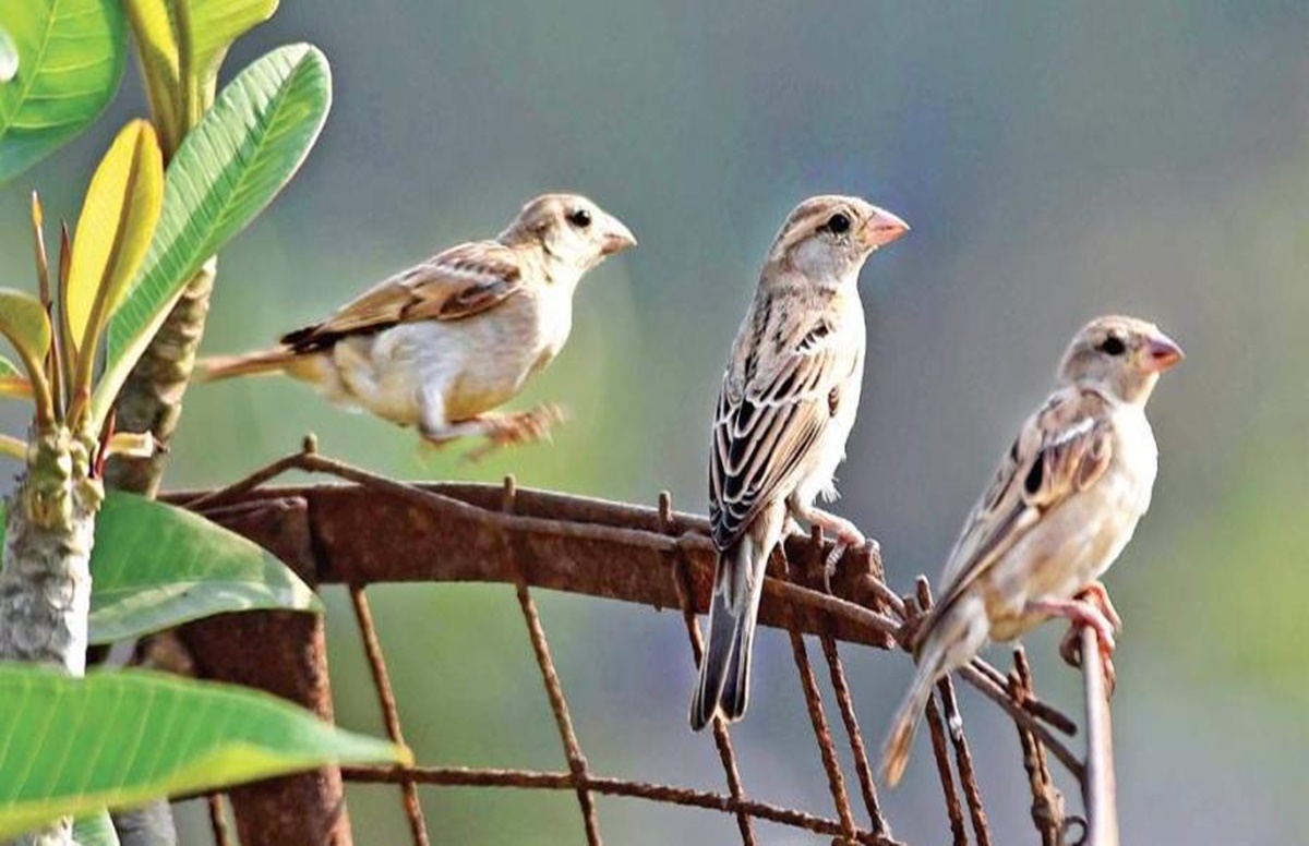 प्रेम के पंछी | Jansatta