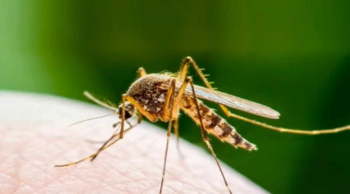 These Home Remedies Gives Instant Relief After Bee Bite Bee Sting ...