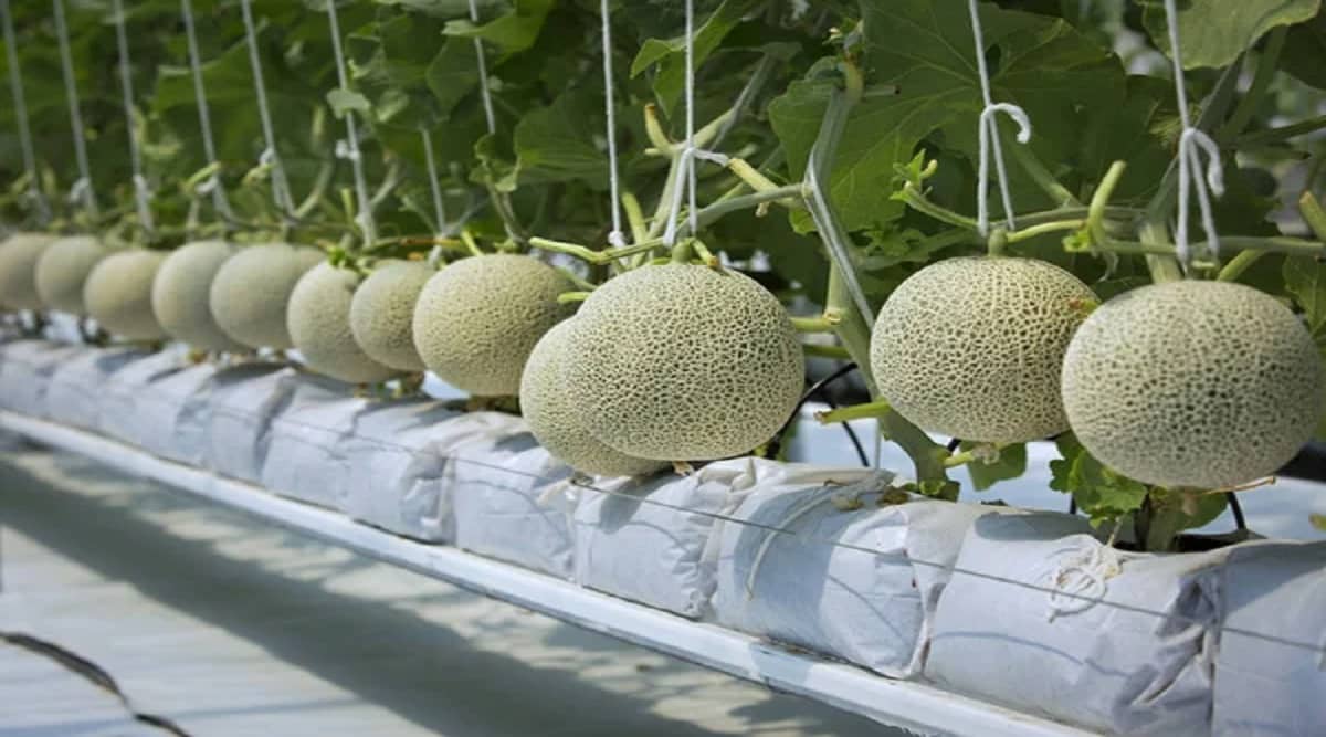 Japanese Melons This is the world most expensive fruit worth more than ...