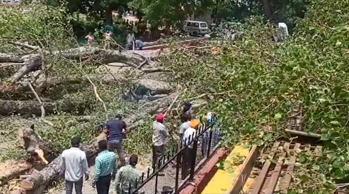 Student killed 12 others hurt as tree falls on them at Chandigarhs ...