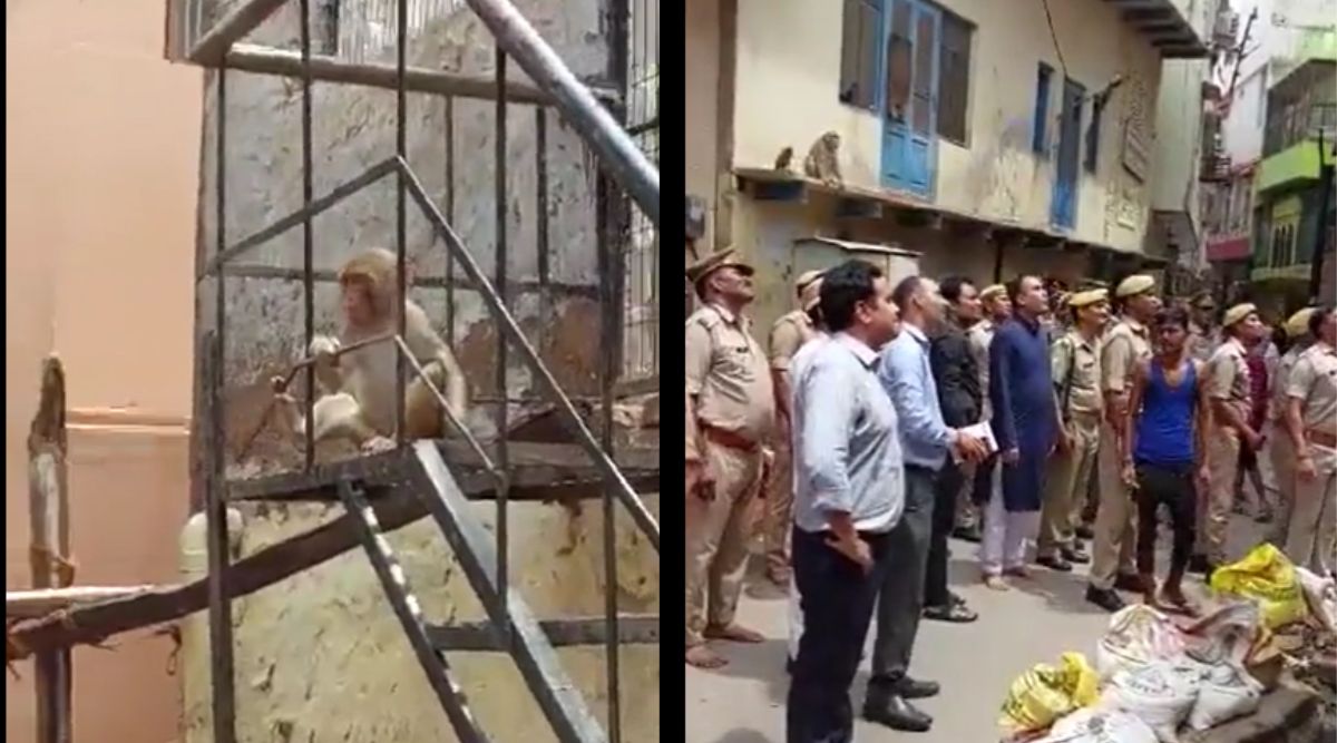 vrindavan monkey ran away with specs of Mathura DM video viral- Video ...