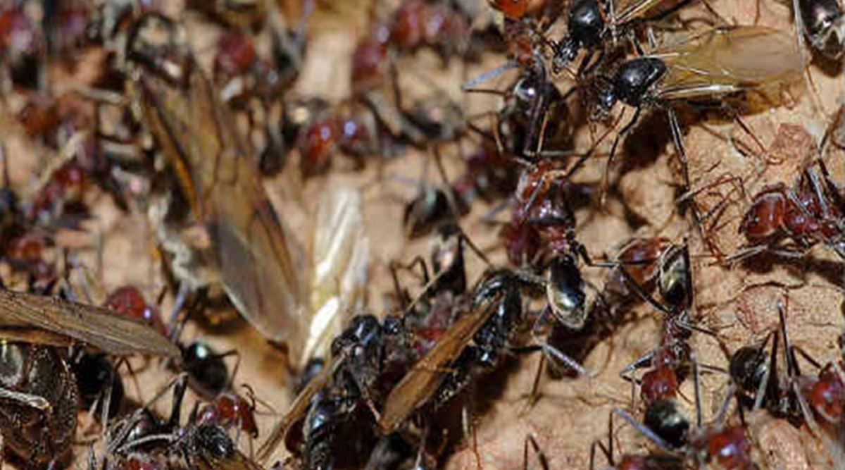 Lakhs Of Poisonous Ants Infest Odisha Village Officials Launch Ops ...