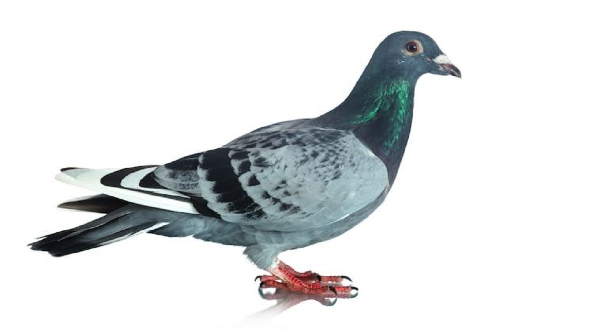 Pigeon has made a nest in your house Know whether it is good or bad ...