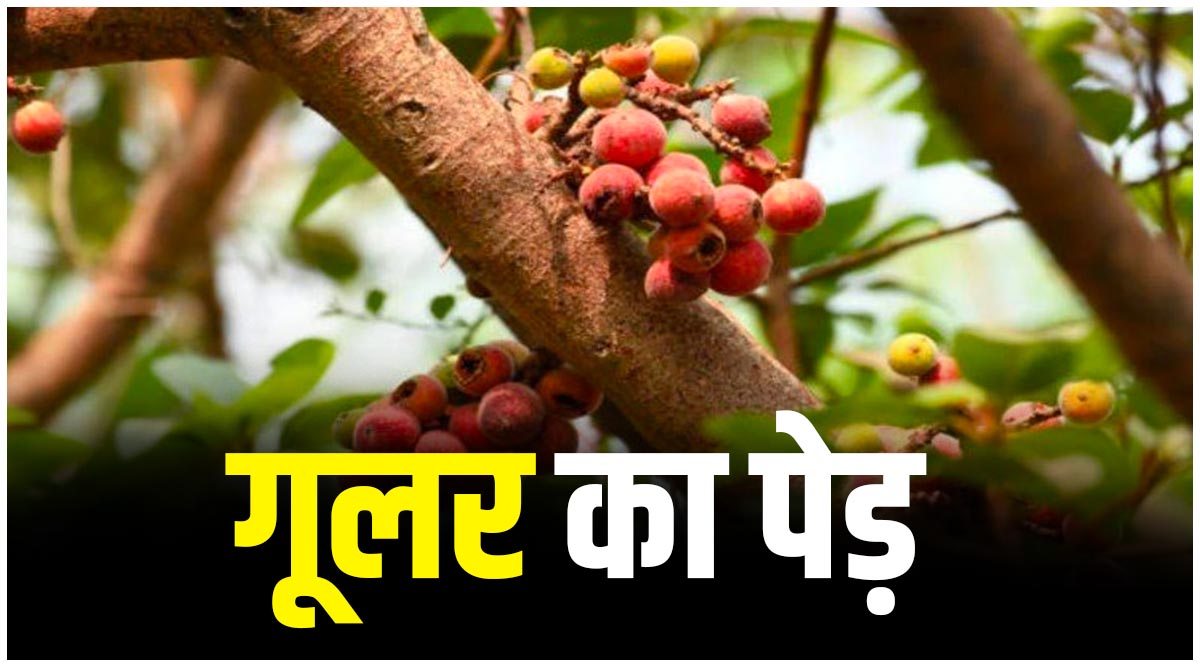 know the amazing benefits of tree roots it work like diamond gemstones ...