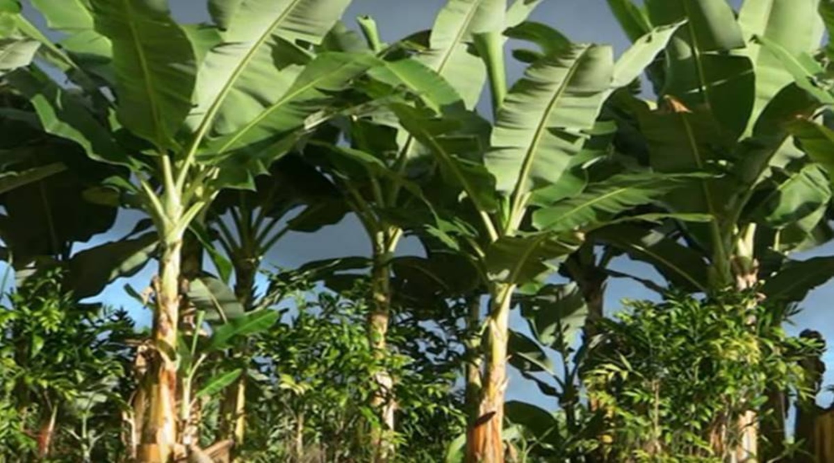 know the amazing benefits of tree roots it work like pukhraj gemstones ...