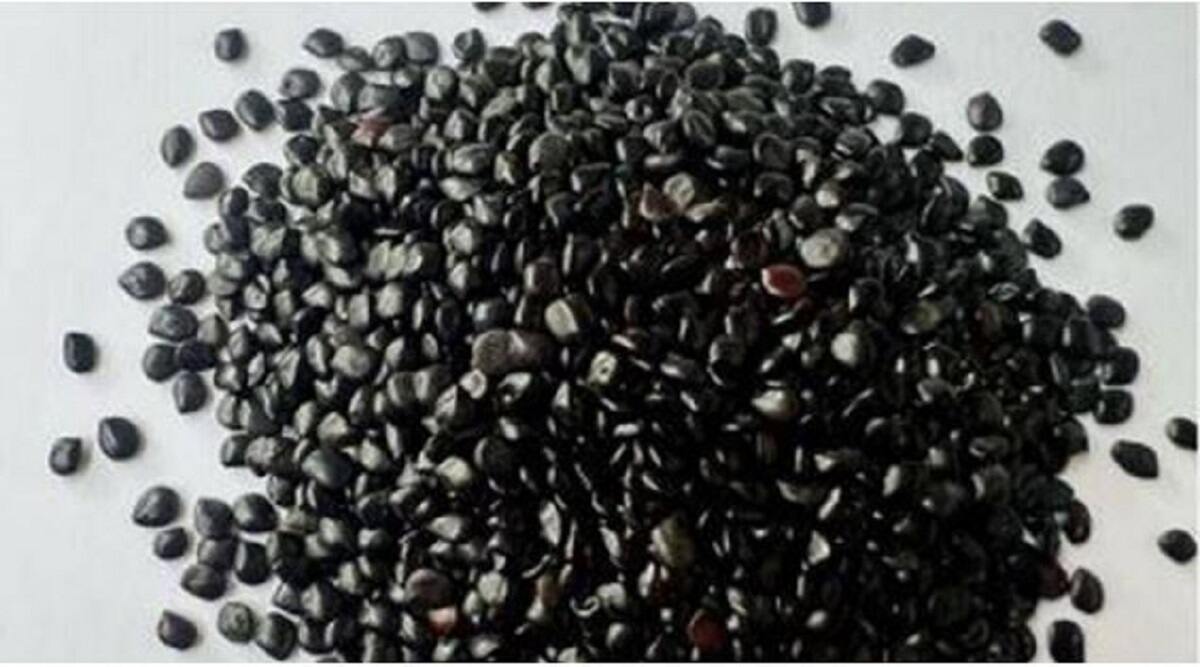 Benefits of Chaksu Seeds is beneficial for many diseases including ...
