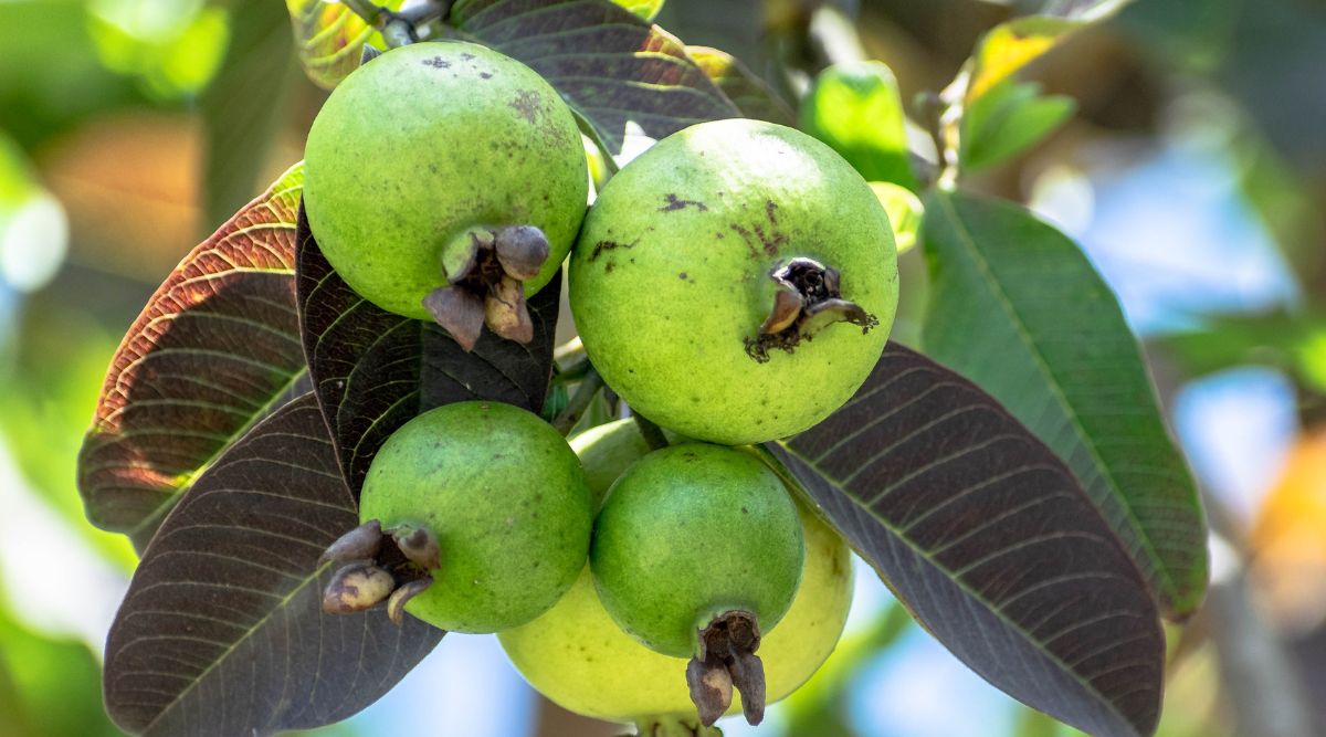 Ways to control high blood pressure without medication Guava reduces ...