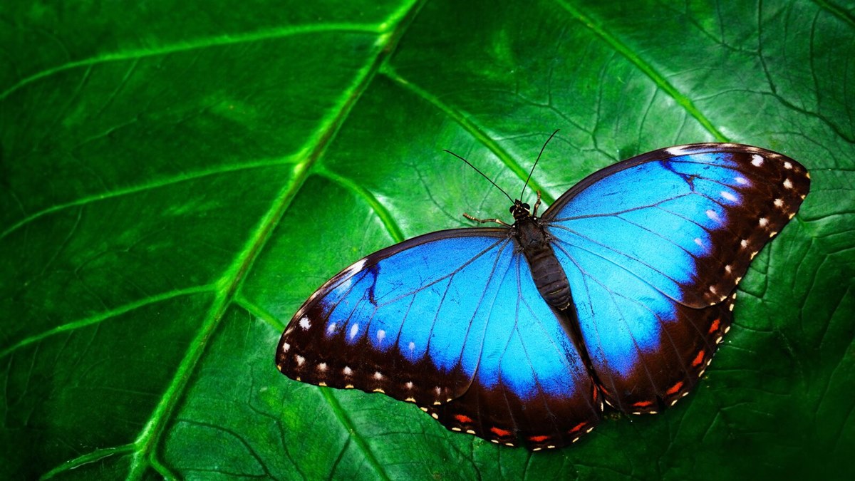 खत्म हो रहे हैं कीट, धरती पर कैसे बचेगा जीवन-Insects are ending, how ...