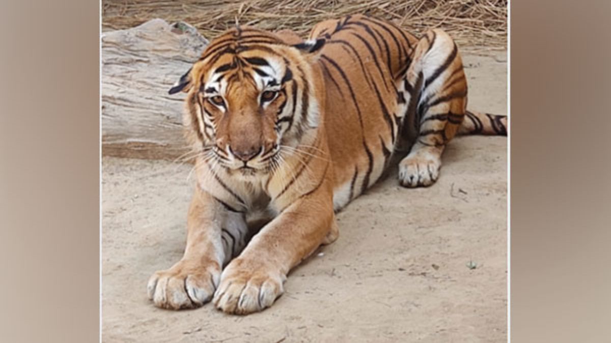 50 years of Project Tiger pm Modi will release statistics related to ...