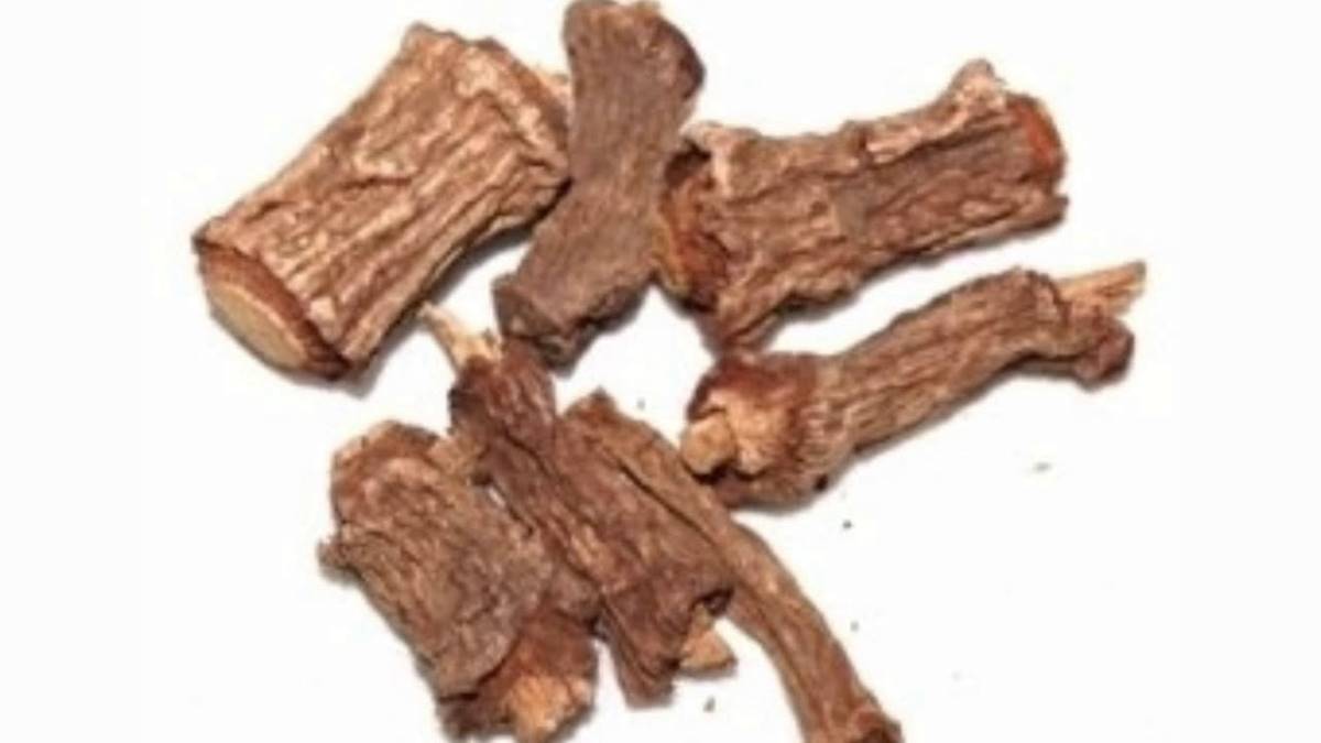 know the amazing benefits of tree roots it work like coral moonga ...