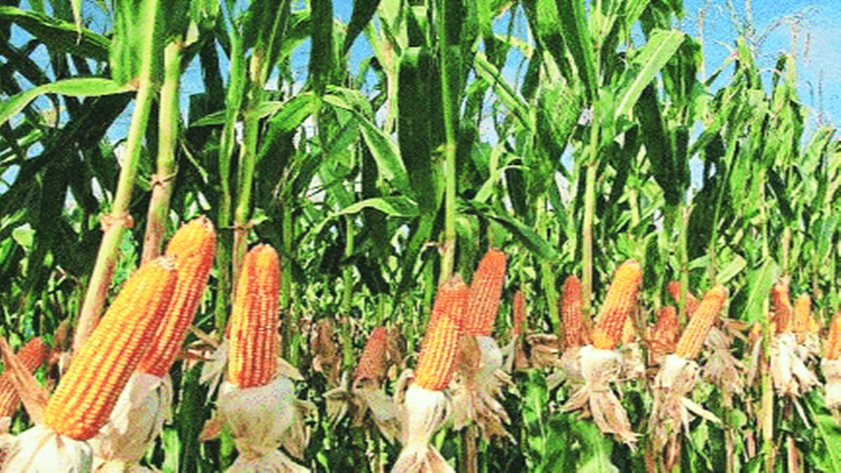 अध्ययन में दावा, न्यूनतम तापमान में वृद्धि से कपास और मक्का की पैदावार ...