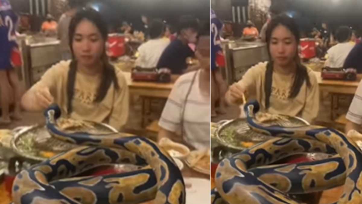 girl eating food with python video goes viral what is the truth - Viral ...