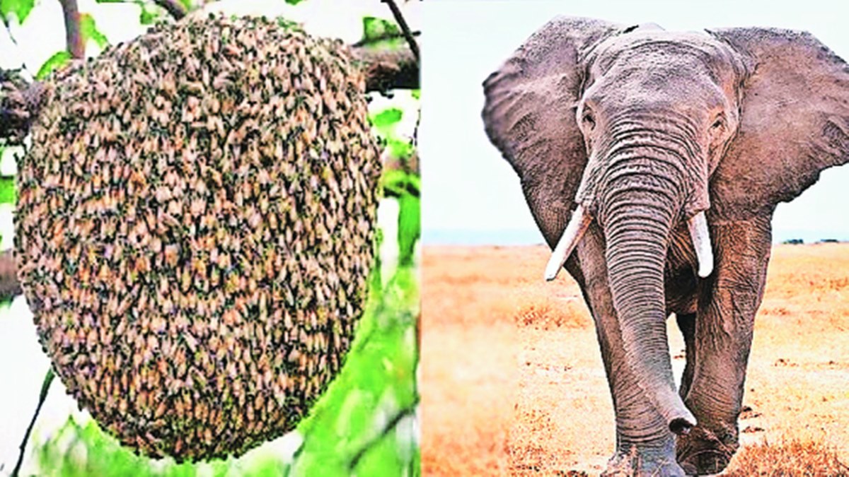 हाथियों को भगाने के लिए मधुमक्खियों की फौज बनाएगी सरकार-Government will ...