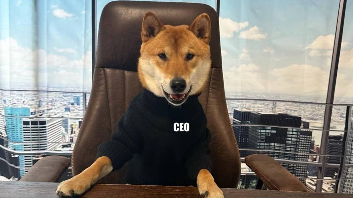 Elon Musk puts dog in Twitter CEO chair said better than others viral ...