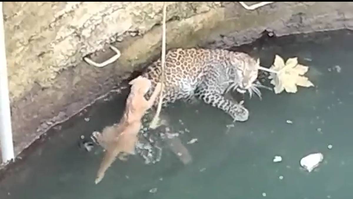 Leopard fell into the well while chasing the cat viral video of maharashtra - Viral Video: कुएं ...