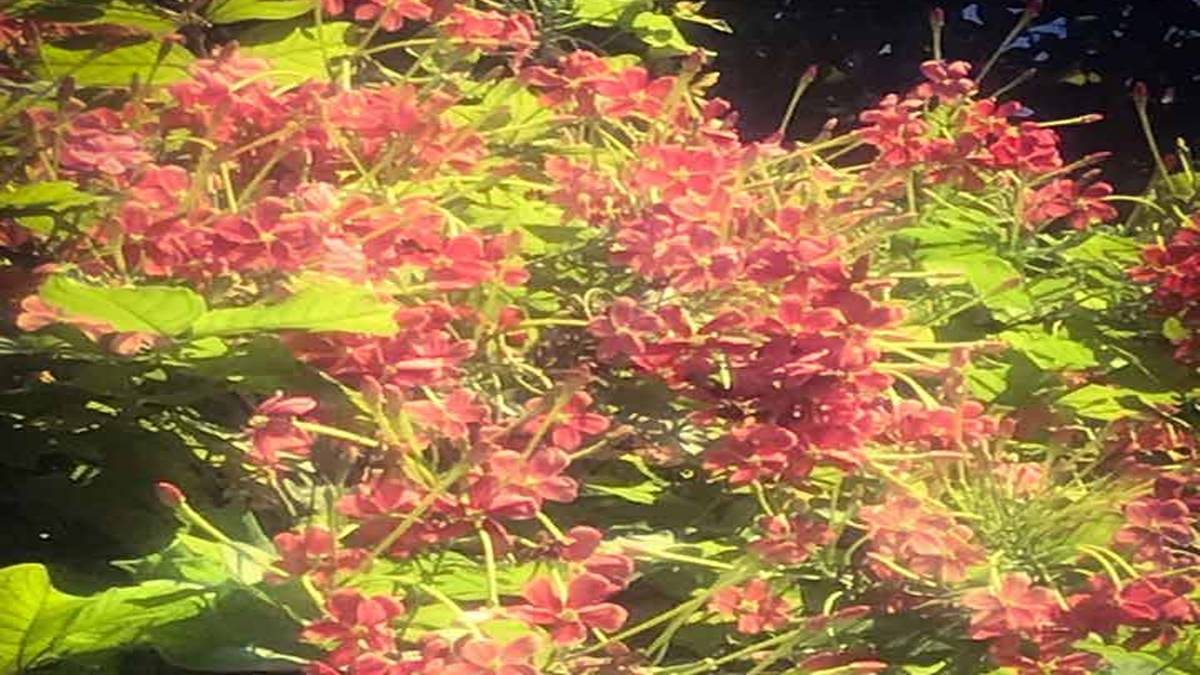 Dancing Flowers: obstacles form of thorns life few achievements form of ...