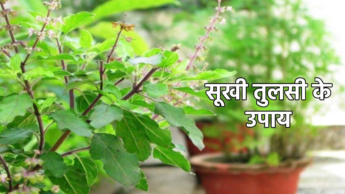 How Do You Use Dried Holy Basil Tulsi Ke Sukhe Paudhe Ke Upay सूखी तुलसी से करें ये उपाय | Jansatta