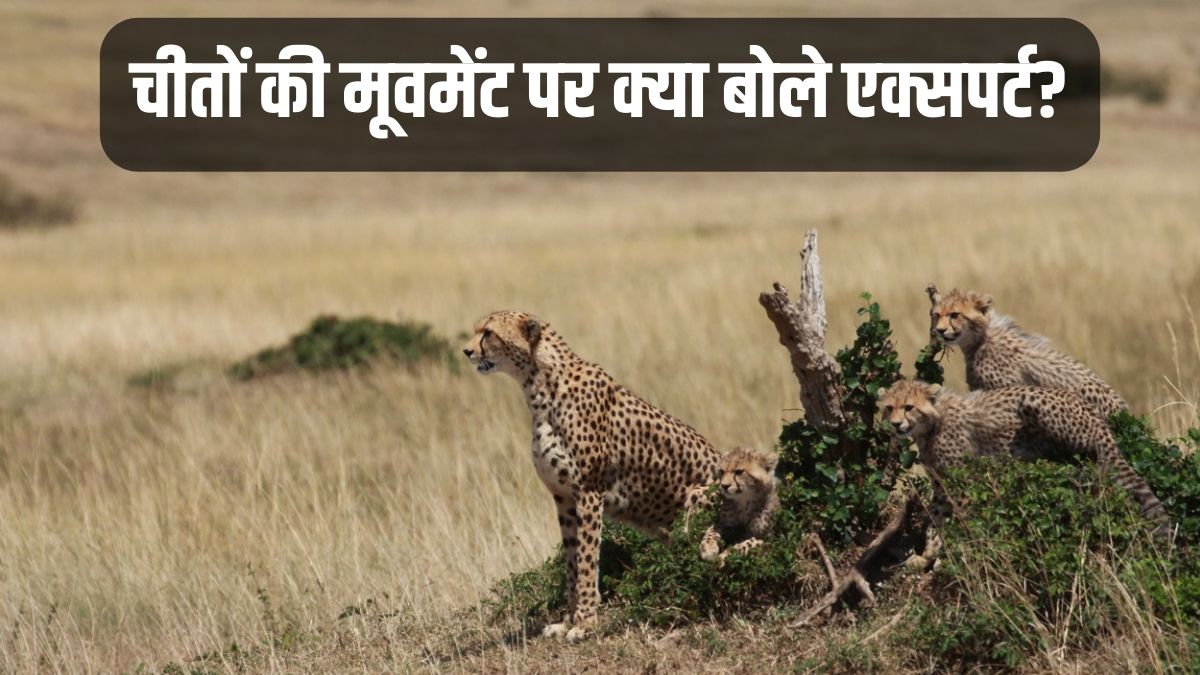 People afraid of Cheetah as they venture out of Kuno Wild Life Experts ...