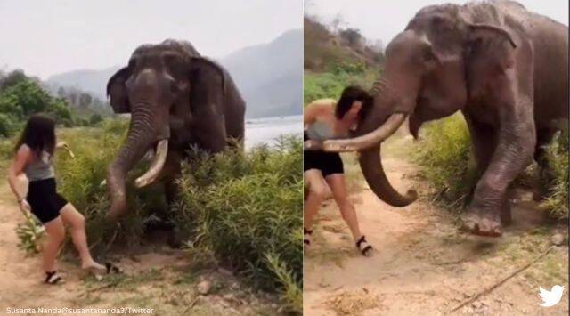 Woman refuses to give bananas to a wild elephant angry reaction gone viral - हाथी को केले का ...