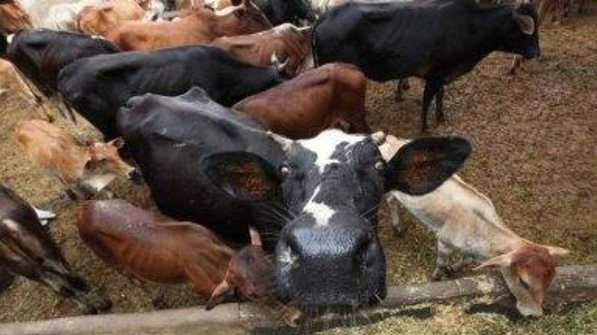 tongues removed no bleeding 6 cows found mutilated Texas US shocked ...